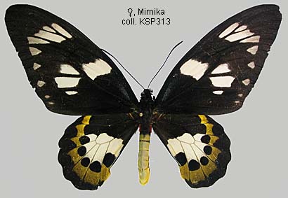 Papua Insects Foundation (Lepidoptera/Papilionidae/Ornithoptera ...